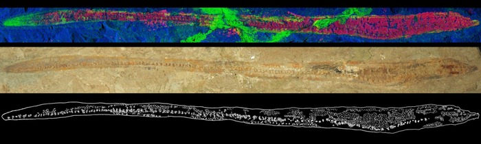 Fossil Hagfish & Early Vertebrate Phylogeny :: Evolutionary Morphology